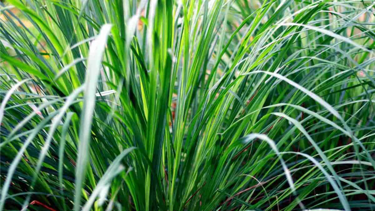 Capim Limão: Benefícios e Formas de Utilização - Receita Grátis
